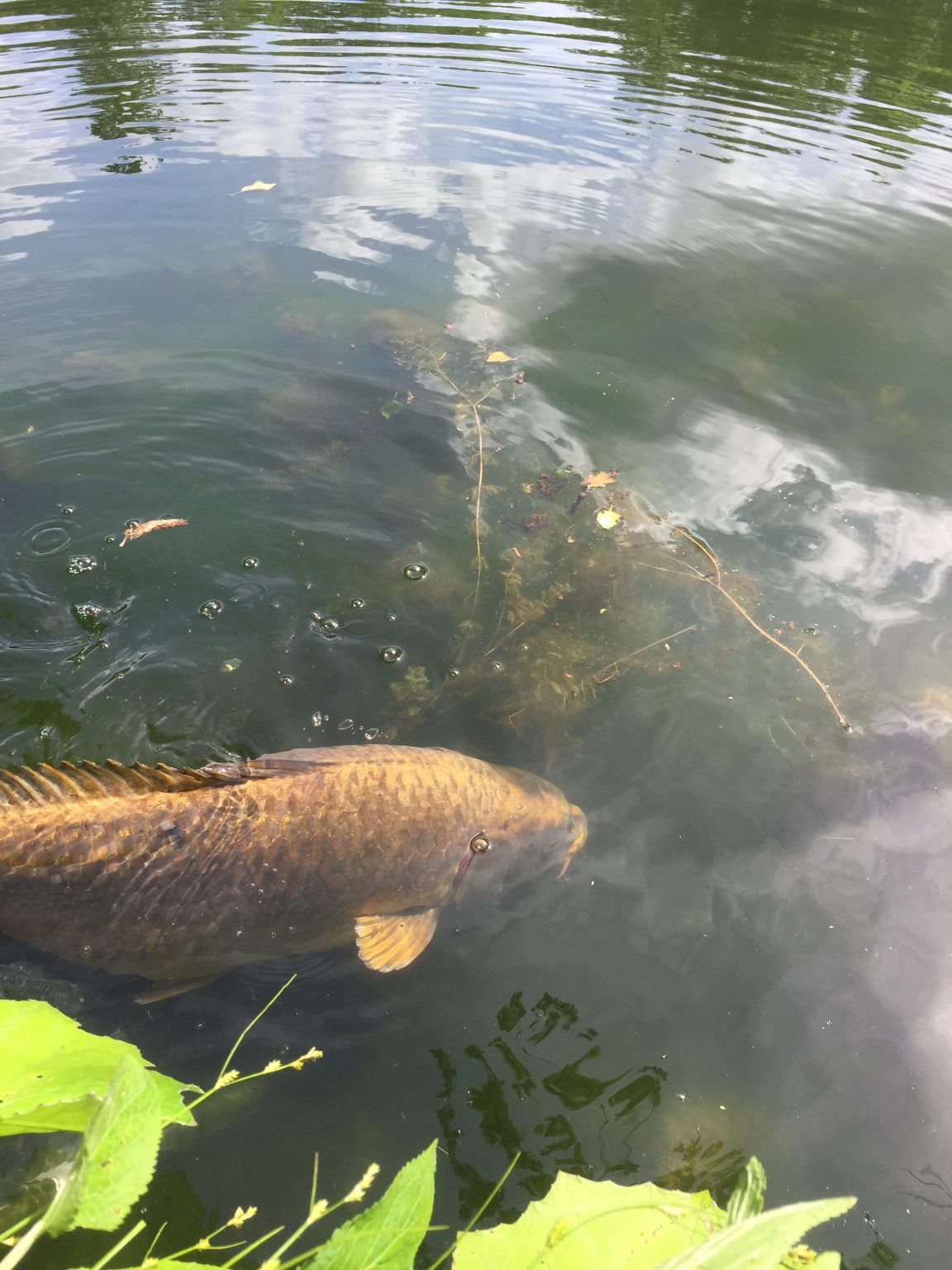 Fishing Gallery – The Old Quarry Betchworth